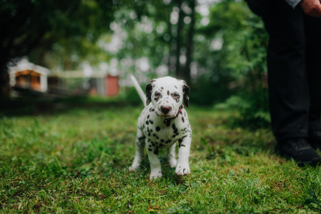 Understanding Dog Progesterone Levels for Successful Breeding – Bellylabs