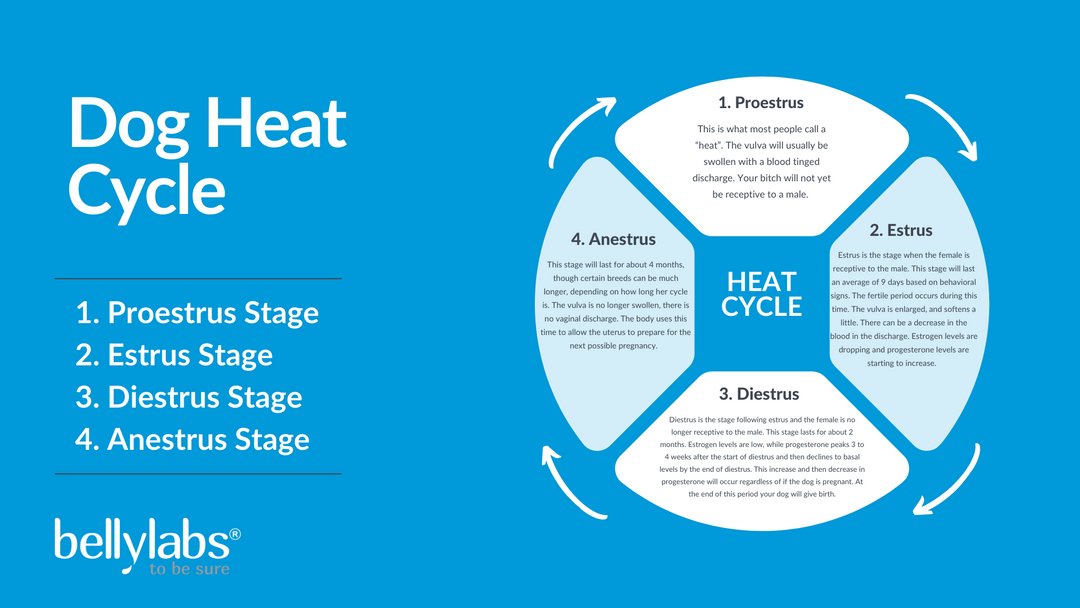 Basics of The Dog’s Heat Cycle – Bellylabs