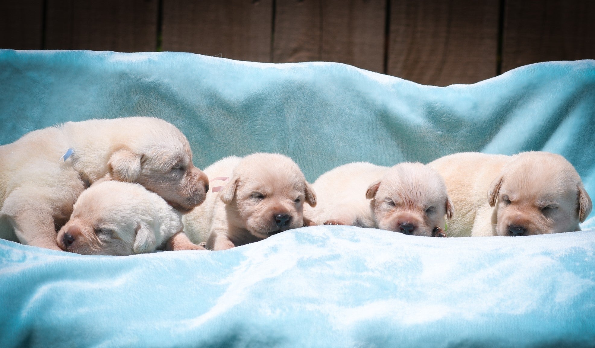 Identifying High-Risk Puppies: A Critical Step in Improving Canine Neo ...