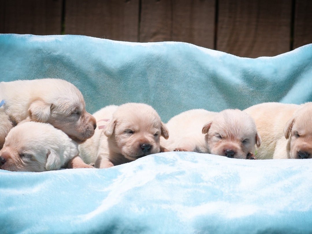 Recognizing Signs of Stage 1 Labor in Dogs – Bellylabs