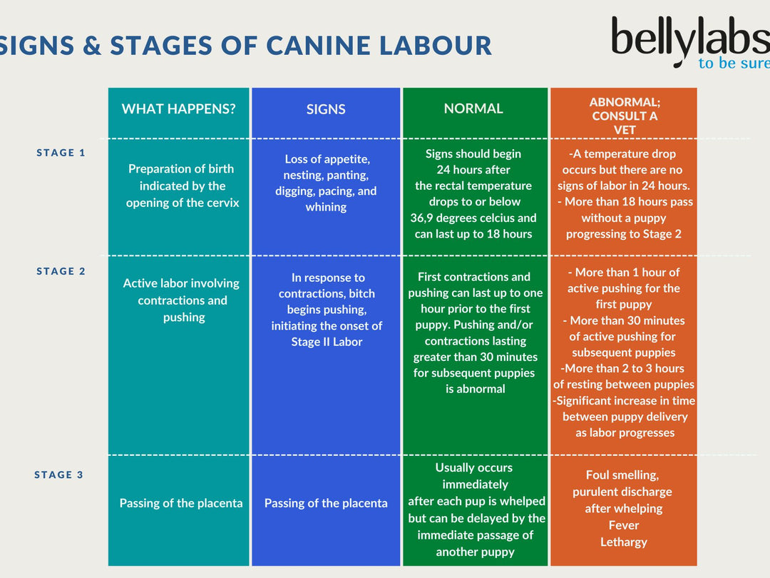 Basics of The Dog’s Heat Cycle – Bellylabs