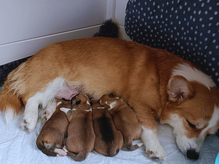 The Role of Progesterone in Dogs Reproduction: A Comprehensive Review ...