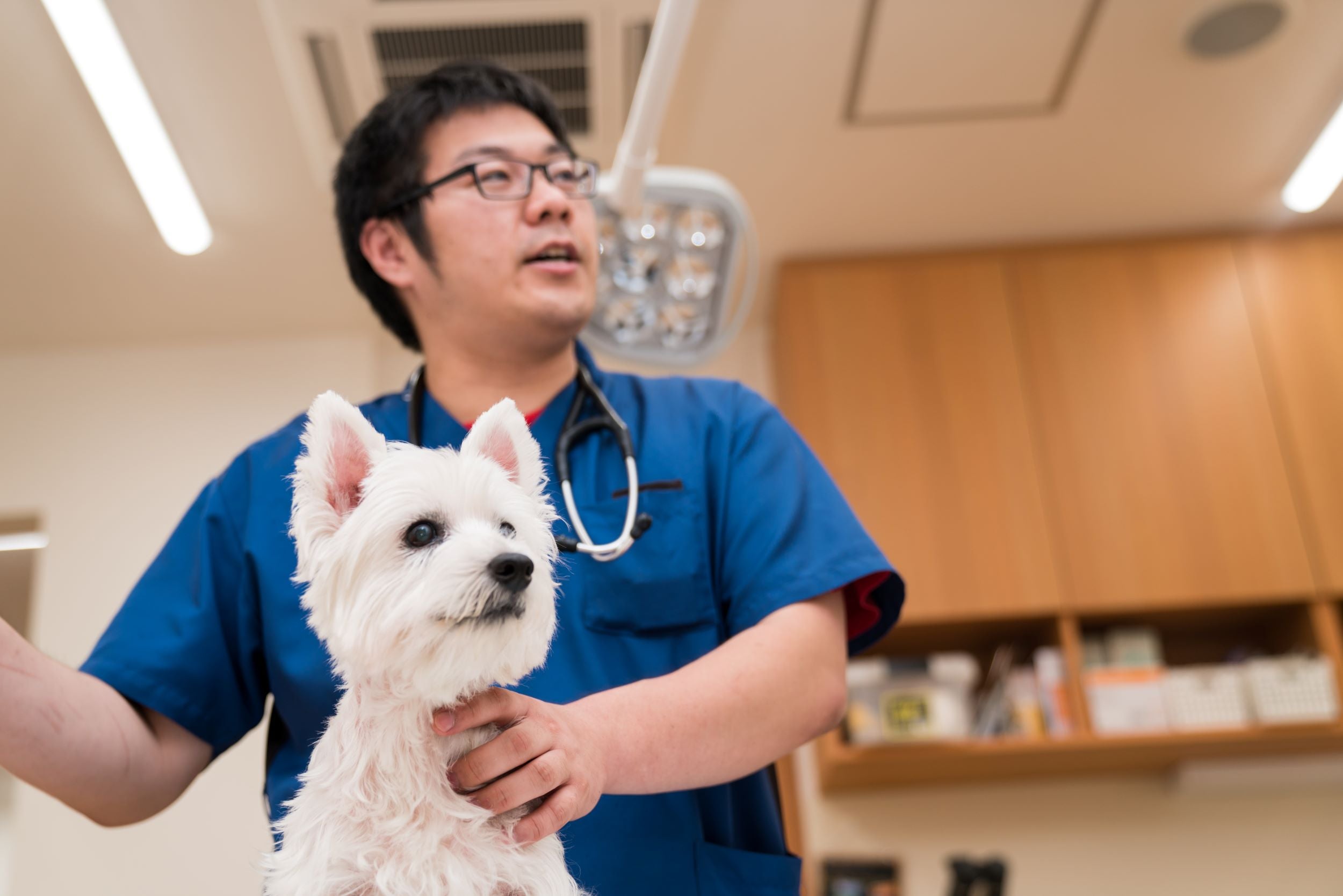 Advancements in Dog Insemination: Revolutionizing Breeding Practices ...