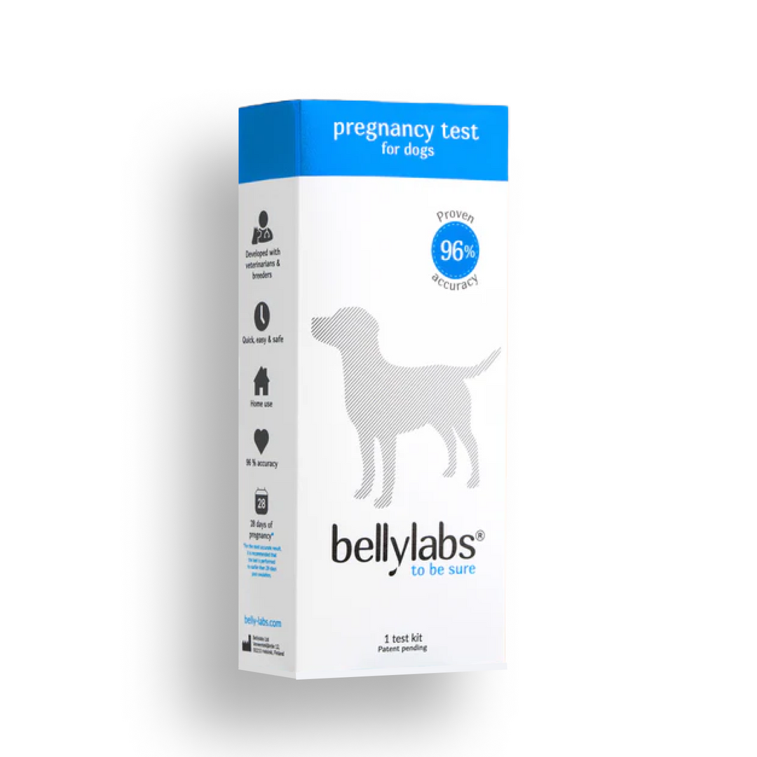 Understanding Dog Progesterone Levels for Successful Breeding – Bellylabs