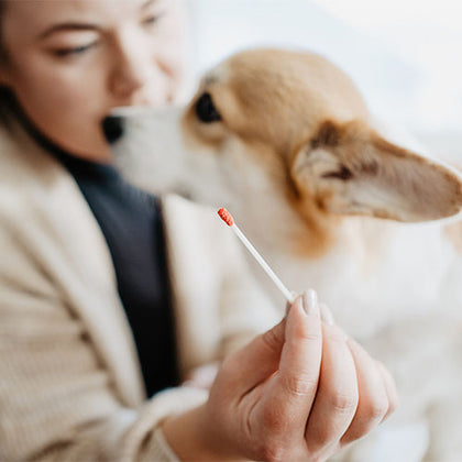 Understanding Dog Progesterone Levels for Successful Breeding – Bellylabs